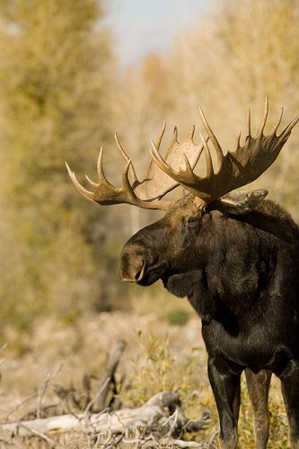 Shiras Moose :: Tim Christie Outdoor Writer & Photographer