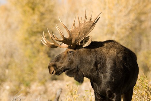 Shiras Moose :: Tim Christie Outdoor Writer & Photographer