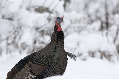 Turkeys-Winter :: Tim Christie Outdoor Writer & Photographer