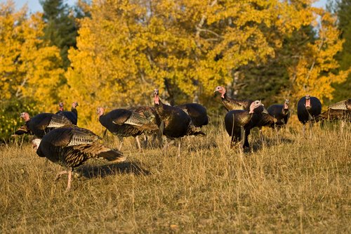 Turkeys-Fall :: Tim Christie Outdoor Writer & Photographer