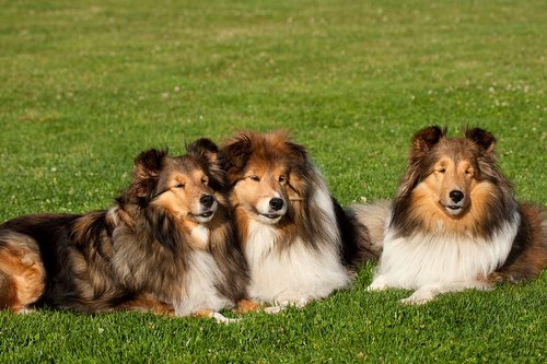 Shetland Sheep Dogs-Shelties :: Tim Christie Outdoor Writer & Photographer