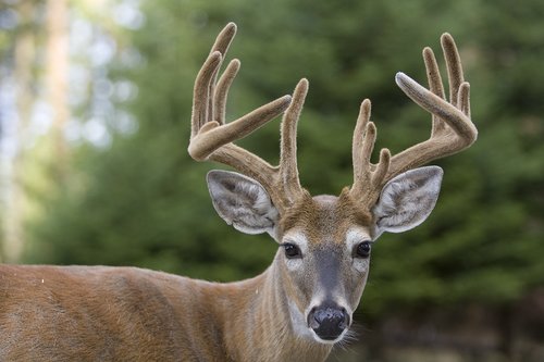 Whitetail Bucks-Velvet :: Tim Christie Outdoor Writer & Photographer
