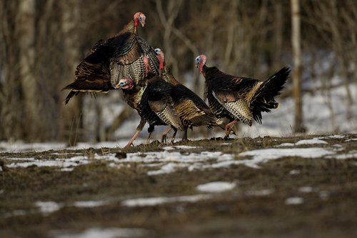 Turkeys-Fighting :: Tim Christie Outdoor Writer & Photographer