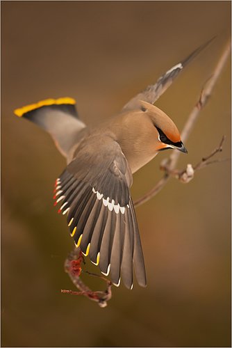 Favorites :: Tim Christie Outdoor Writer & Photographer