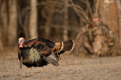 Turkey Hunter aiming at turkey :: Tim Christie Outdoor Writer ...
