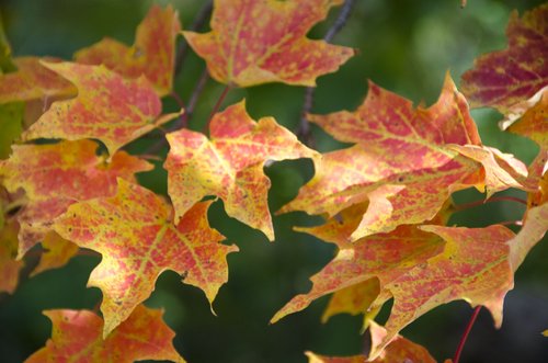 Northeast Autumn :: Fine Art Photography by Kristin Fein