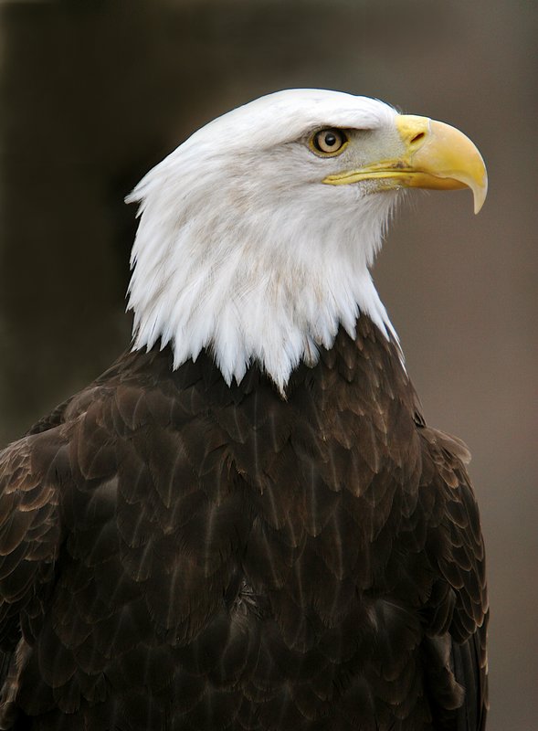 Eagle-portrait :: African Safari Photography by Jim Irwin