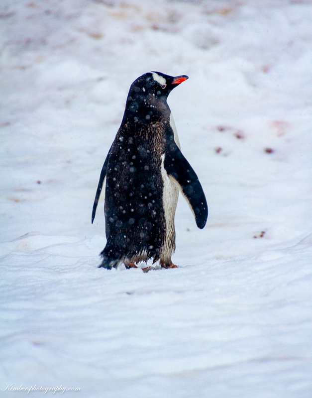 20230109-20230109-_MG_0302-2(1) :: Antarctica 2023 :: Photography and ...