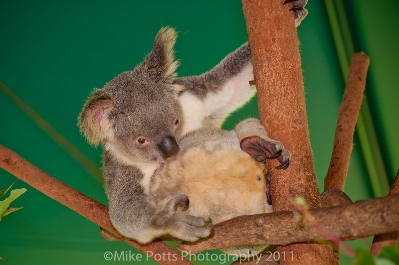 _MPP6680 :: ANIMALS :: WEDDING PHOTOGRAPHER-NOWRA