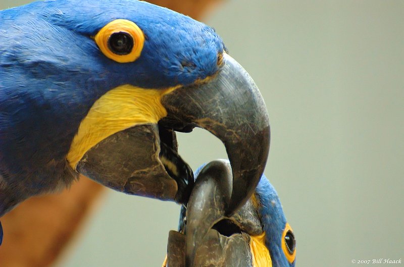 53_DSC_7215 parrots beak 2 beak 071307_2 :: New! :: Photography by PhotoPro