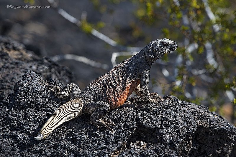 Chuckwalla :: Mexico