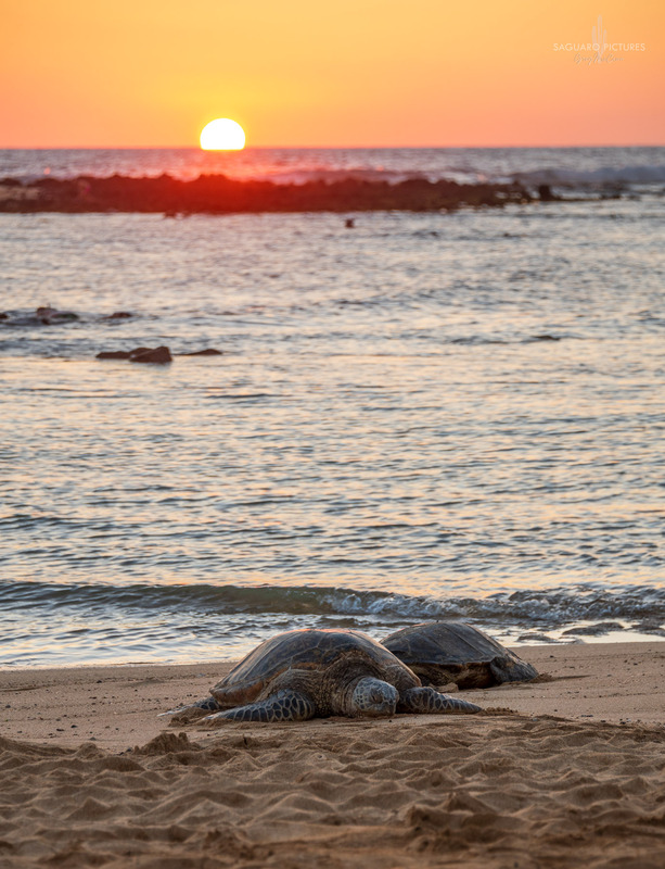 Turtle Sunset :: Kauai :: Saguaro Pictures