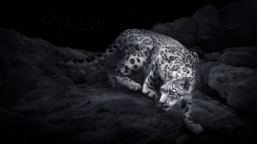 Snow Leopard - Starry night :: Animals :: SENSEGRAPHIA FINE ART